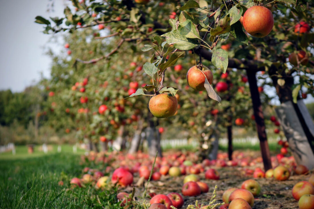Planning Tips for Your Backyard Orchard Layout - Grit
